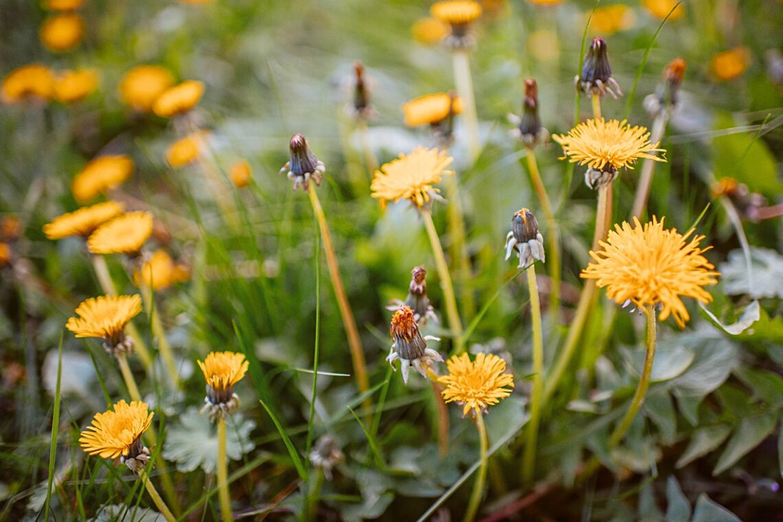 DIY Dandelion Bouquet for Mother’s Day - Domestic Geek Girl